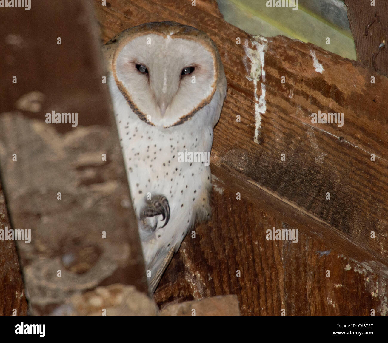 Silver owl hi-res stock photography and images - Alamy