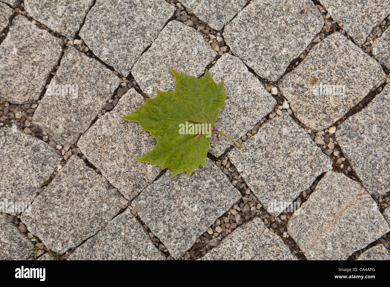 sheet rock sidewalk fall loneliness green rate Stock Photo - Alamy