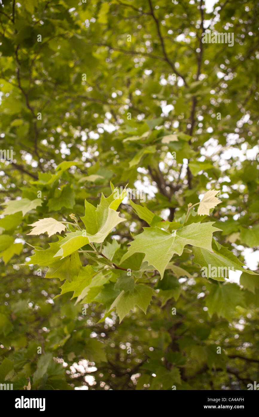 tree branch nature plant arbol green life colors background ecology ...