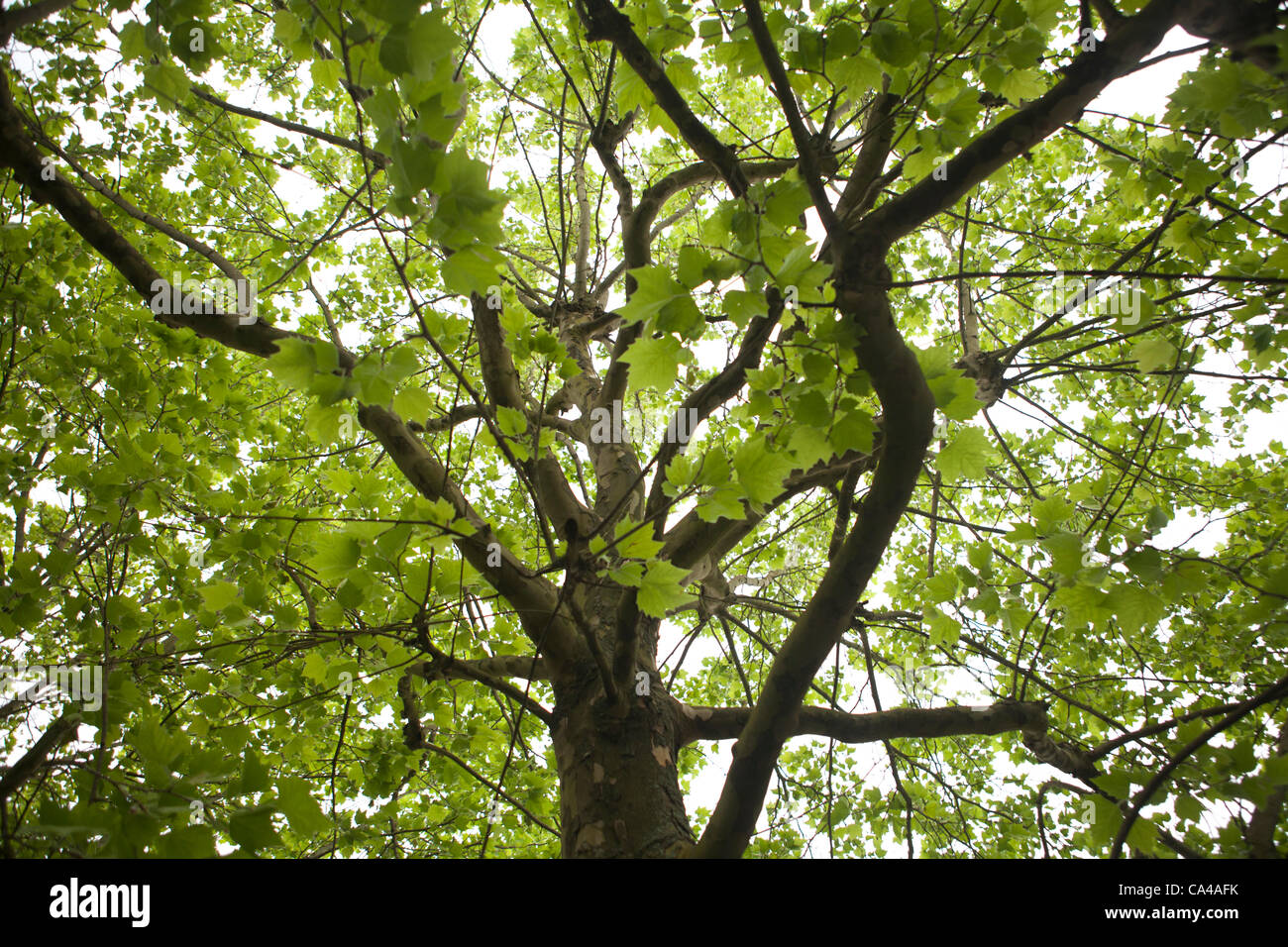 tree branch nature plant arbol green life colors background ecology ...