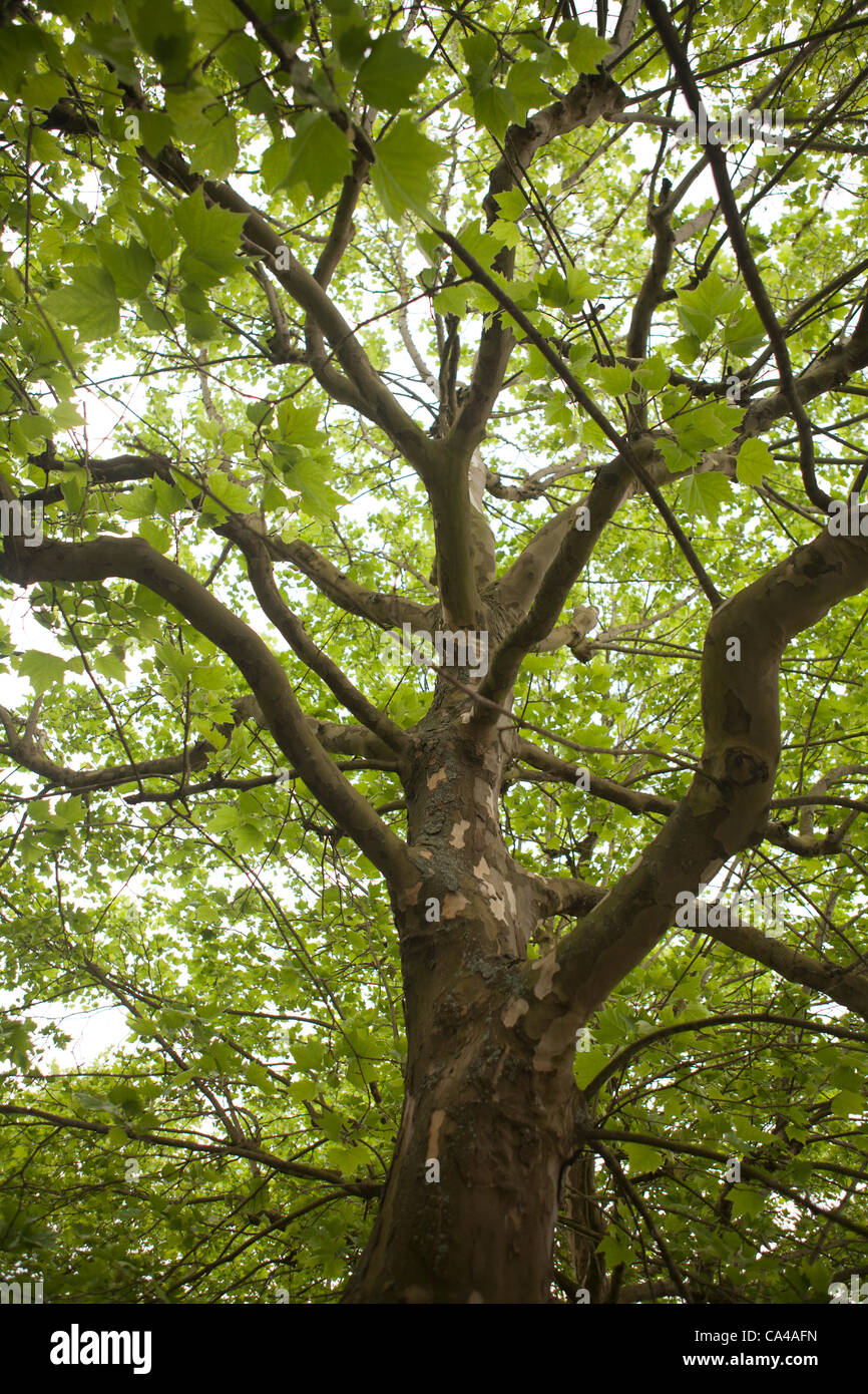 tree branch nature plant arbol green life colors background ecology ...