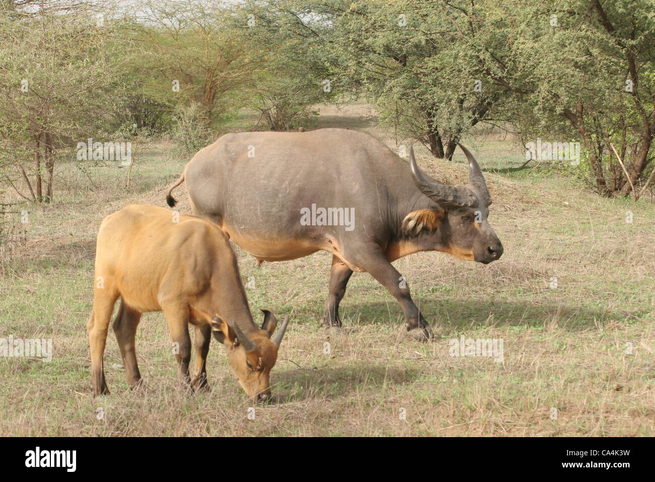 July 10, 2011 - Dakar, Senegal - July 10, 2011; A look at the animals ...