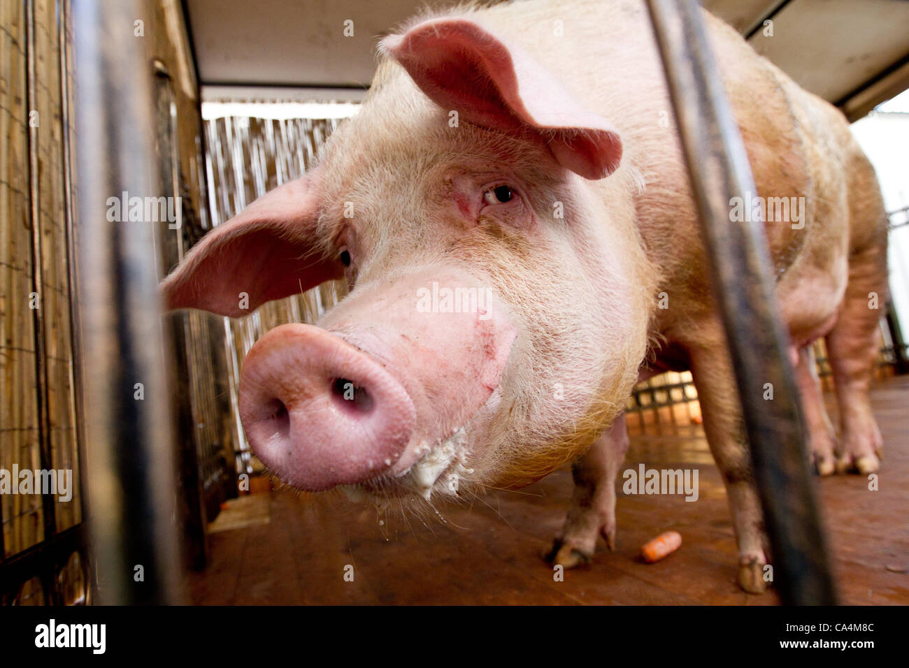 07.06.2012 A pig named Funtik is seen in its cage in Kiev, Ukraine ...