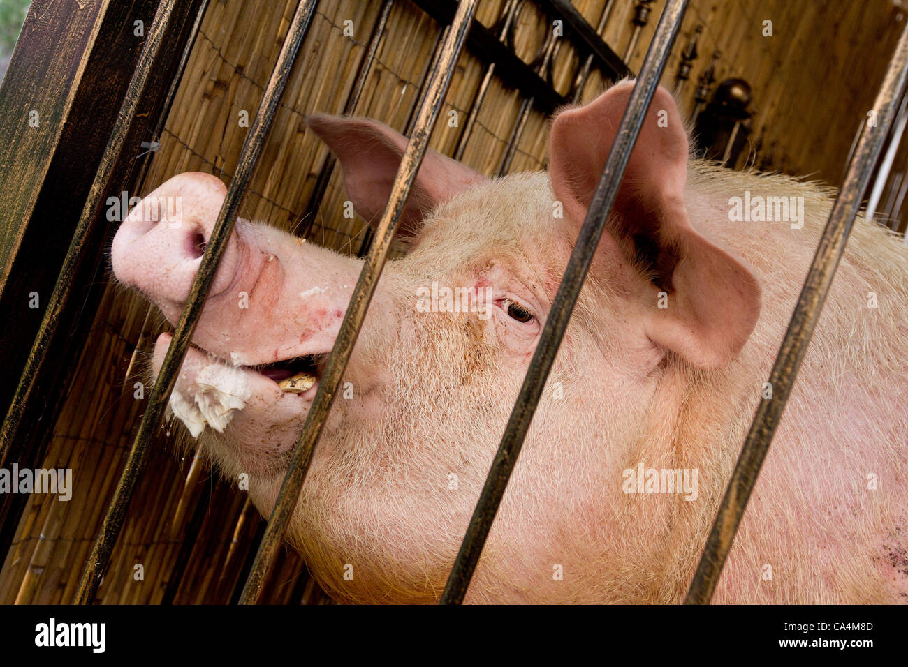 07.06.2012 A pig named Funtik is seen in its cage in Kiev, Ukraine ...