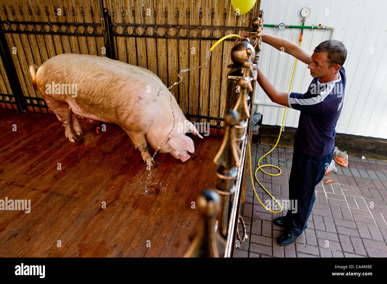 07.06.2012 A pig named Funtik is seen in its cage in Kiev. Funtik, a ...