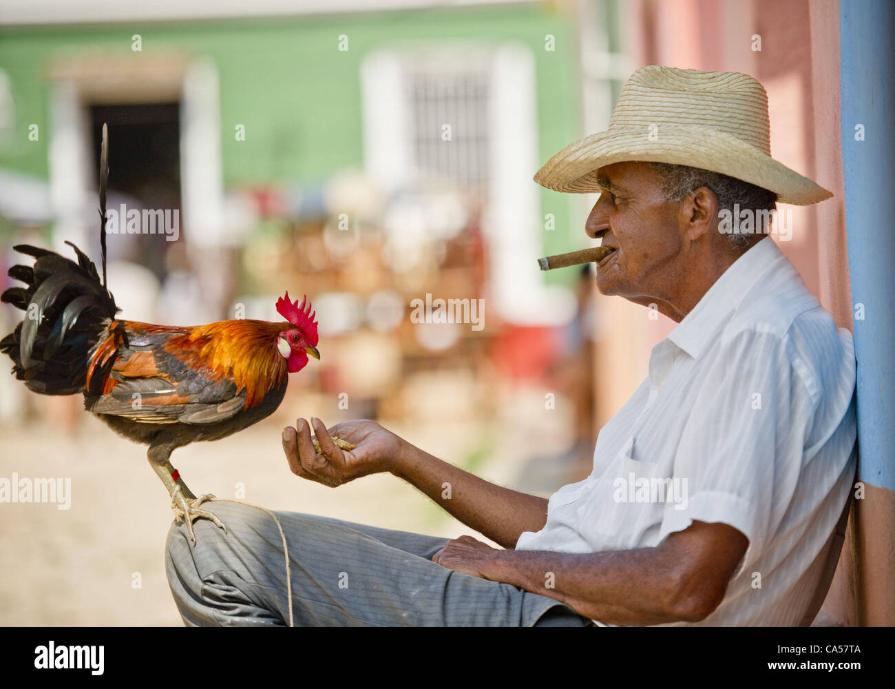 Cuban man rooster hi-res stock photography and images - Alamy