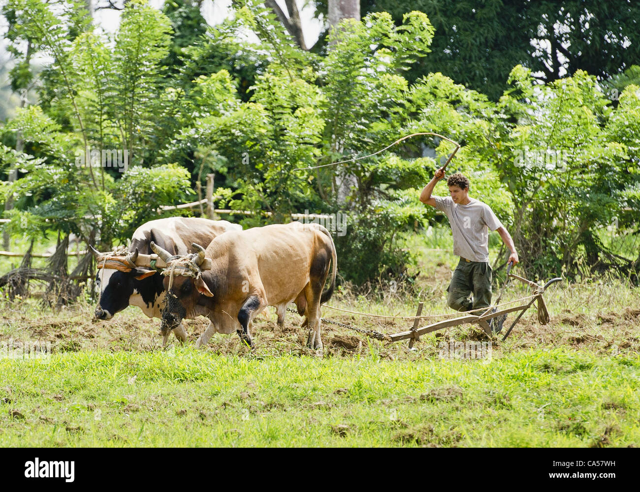 May 16, 2012 - Baracoa, U.S. - Animal power helps a farmer plow his ...