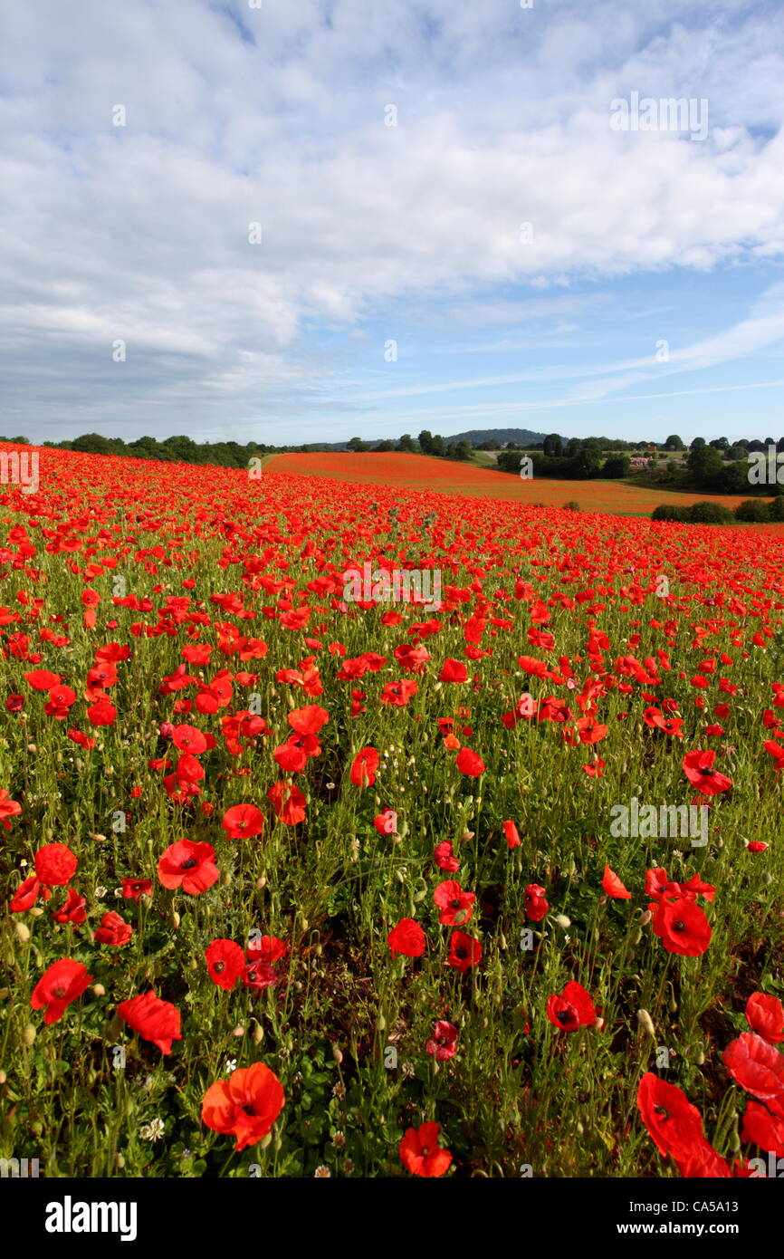 Red poppy with wildlife hi-res stock photography and images - Alamy