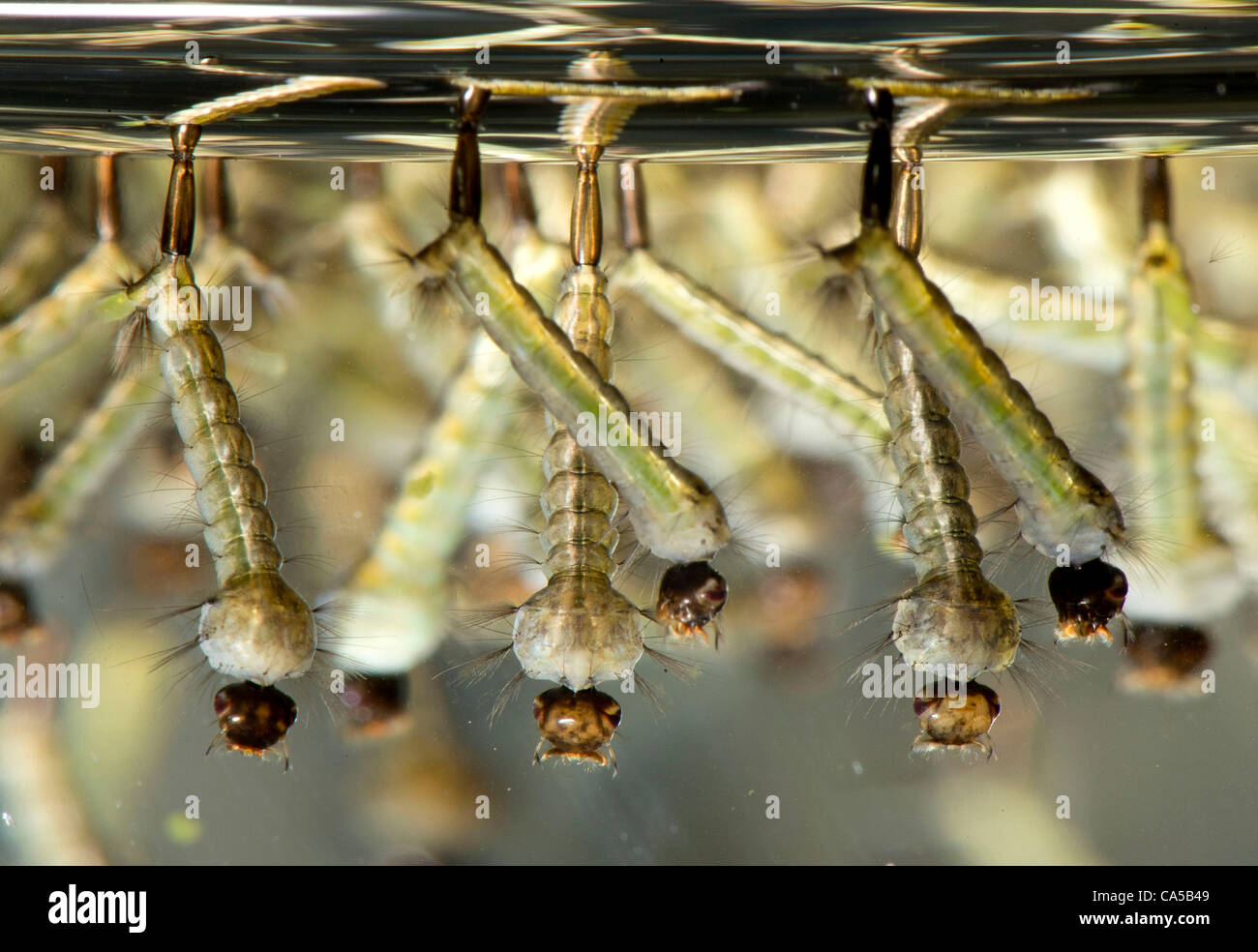 Mosquito larvae in water on hi-res stock photography and images - Alamy