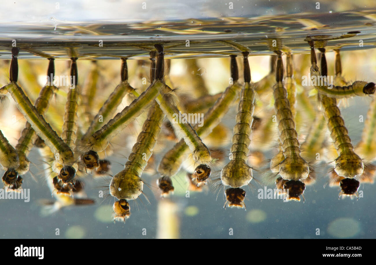 Watering larvae hi-res stock photography and images - Alamy