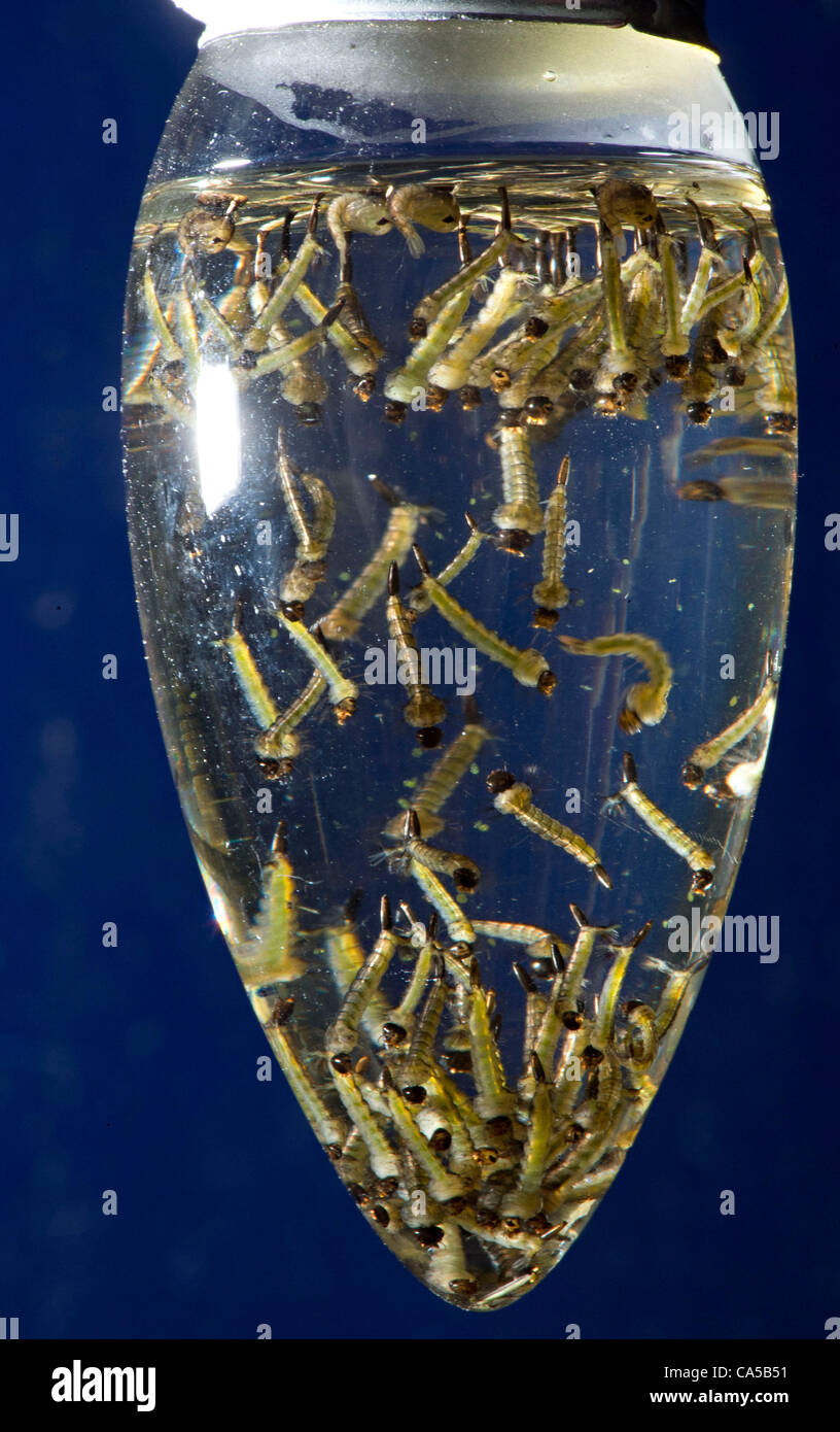 Mosquito larvae in water on hi-res stock photography and images - Alamy