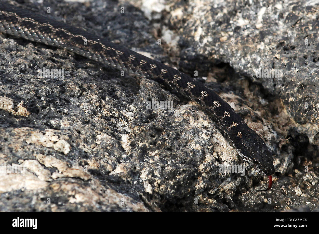 Galapagos snake hi-res stock photography and images - Alamy