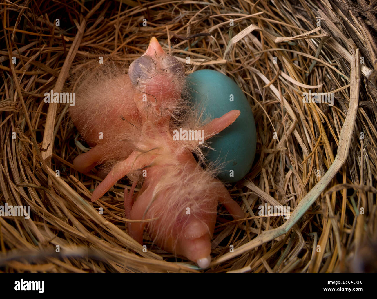 Robin's egg nest hi-res stock photography and images - Alamy