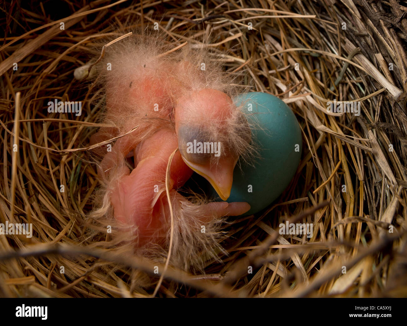 American robin chicks hi-res stock photography and images - Alamy