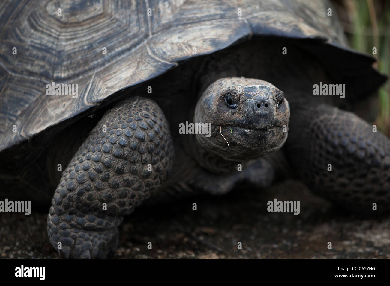 June 12, 2012 - Isabela Island, Galapagos, Ecuador - A giant tortoise ...
