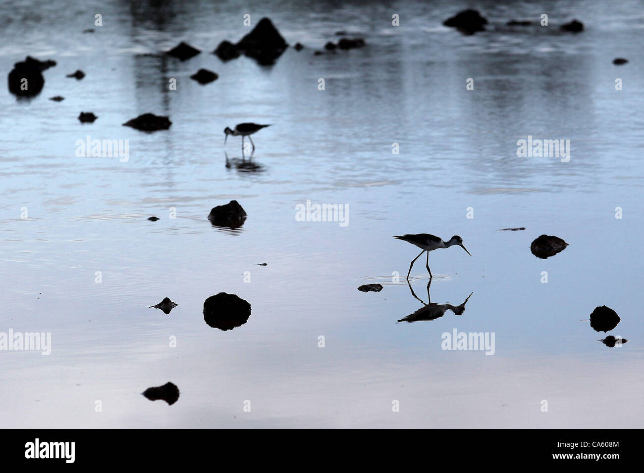 Small black crabs hi-res stock photography and images - Alamy