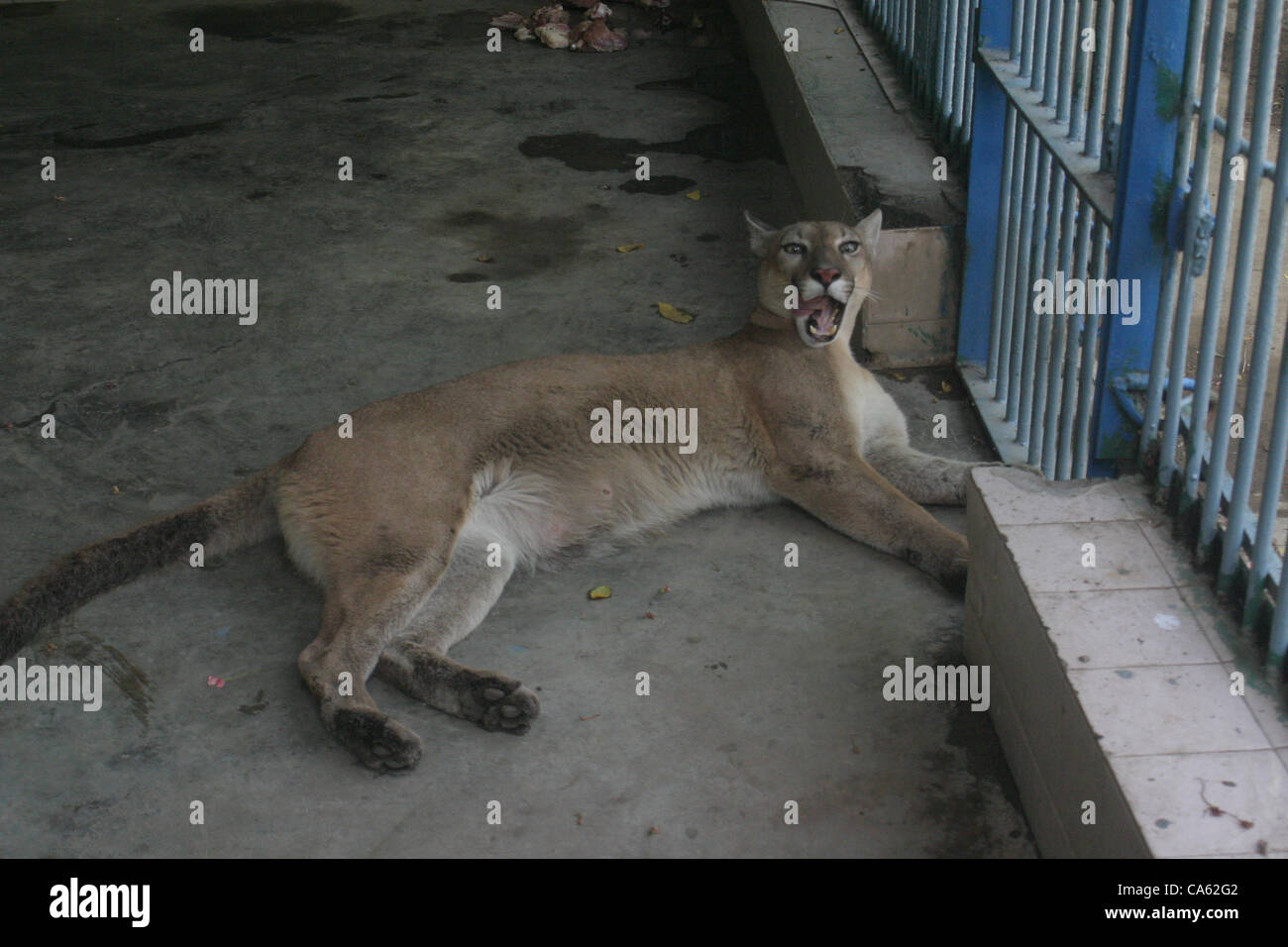 Newly purchased Pumas have been temporarily shifted to Karachi ...