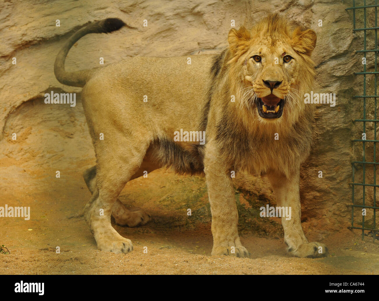 The size of the Barbary lion