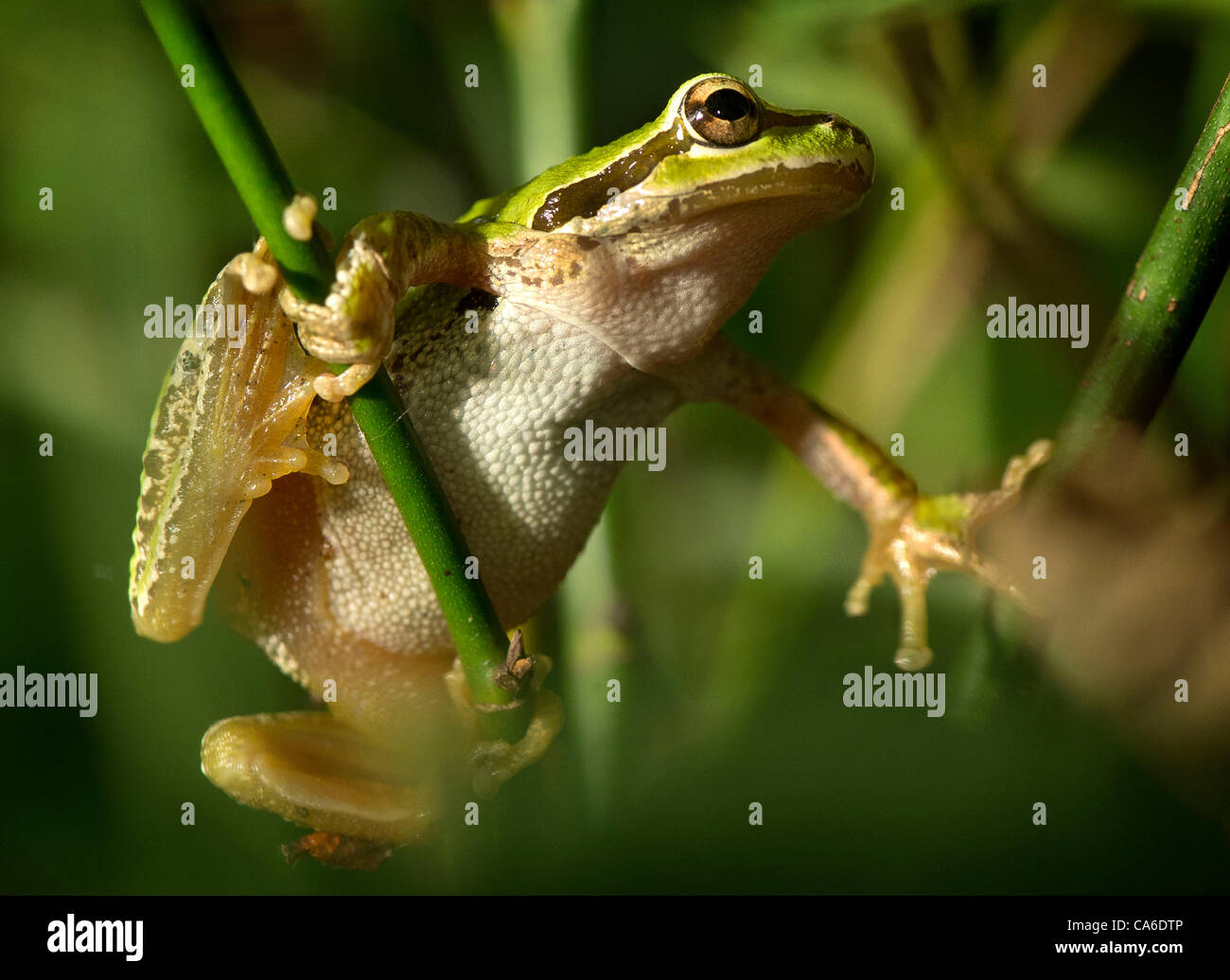 Northern pacific tree frog hi-res stock photography and images - Alamy