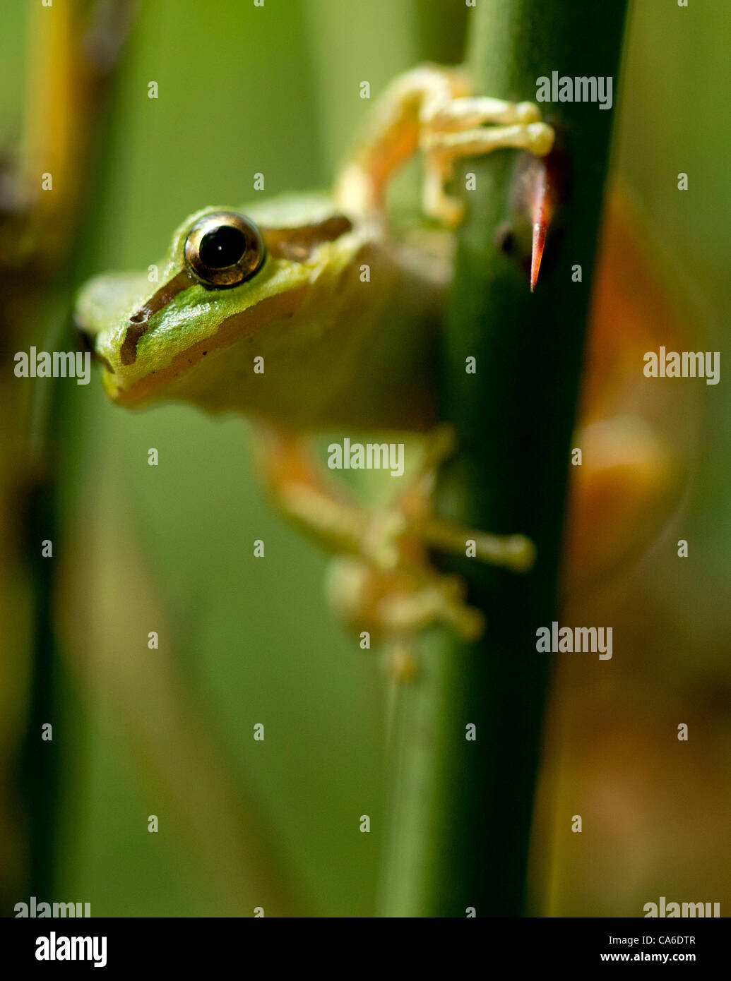 Northern pacific tree frog hi-res stock photography and images - Alamy