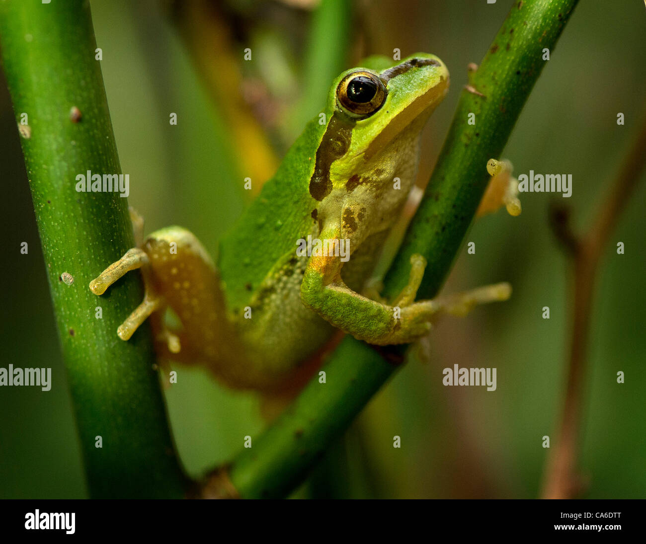 Northern pacific tree frog hi-res stock photography and images - Alamy