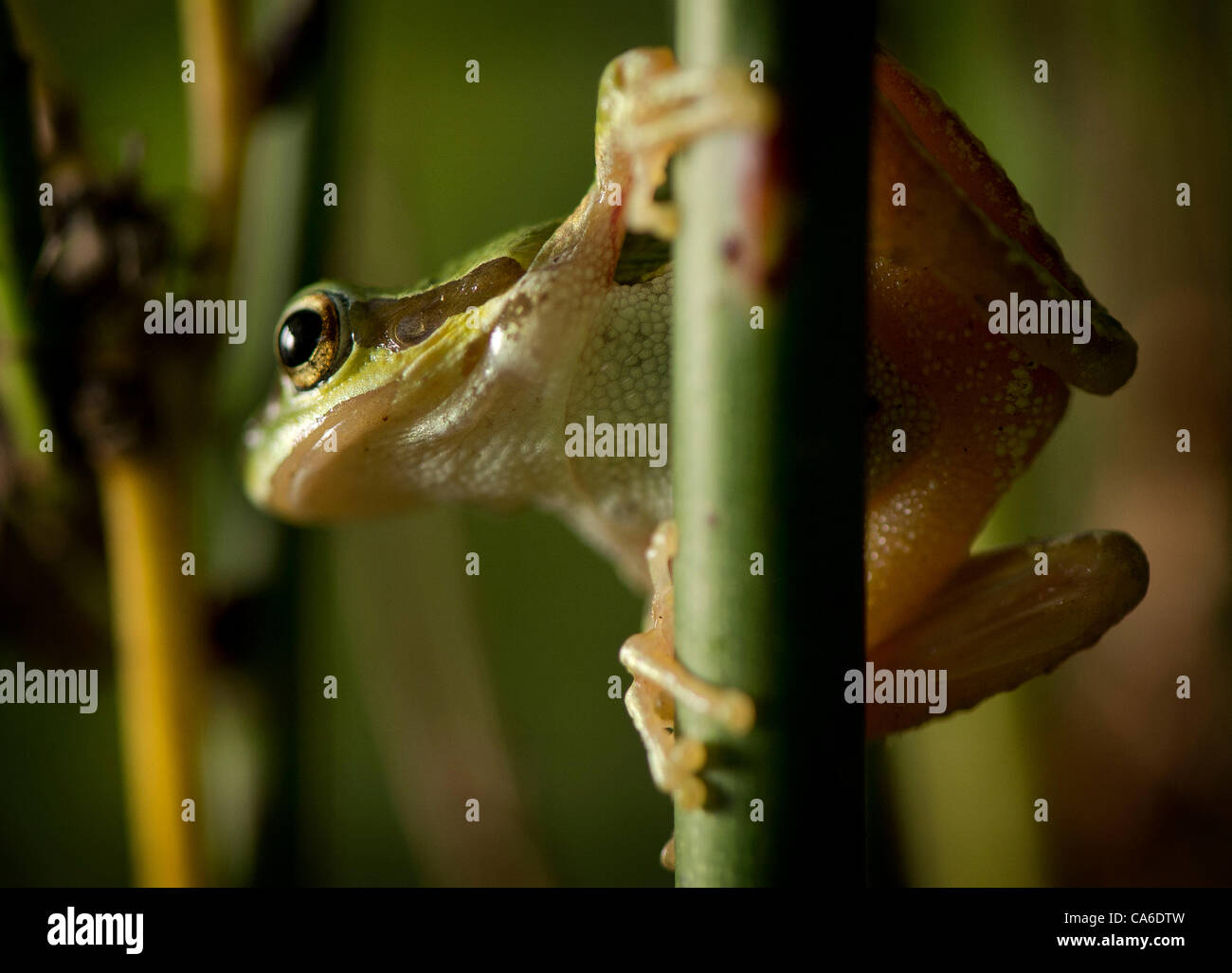Northern pacific tree frog hi-res stock photography and images - Alamy