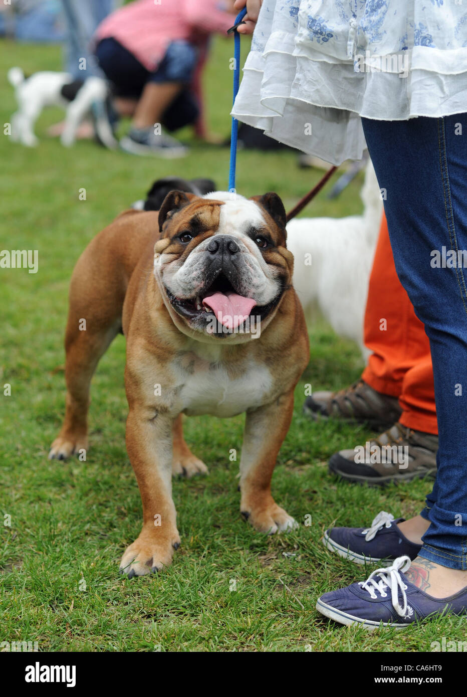 Brighton, UK, 17 June 2012. Weller a British Bulldog with owner ...