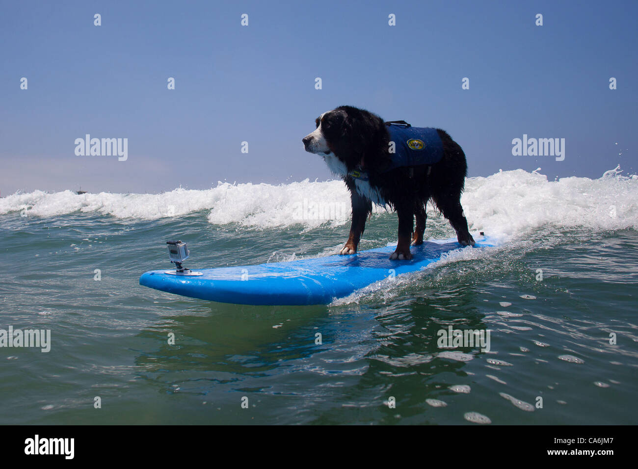See Spot surf at the Loews Dog Surfing Competition – the nation’s ...