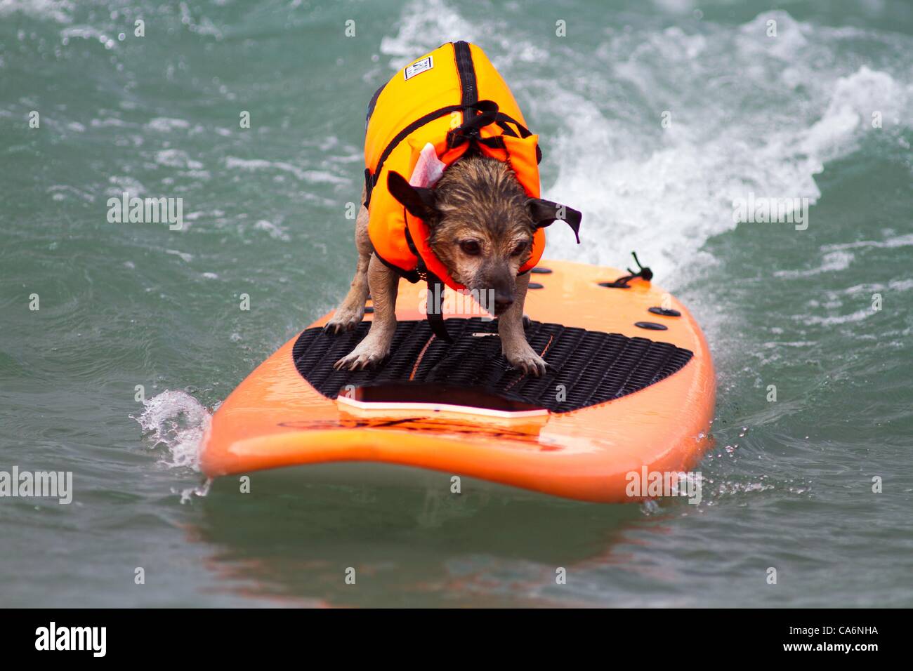 See Spot surf at the Loews Dog Surfing Competition – the nation’s ...