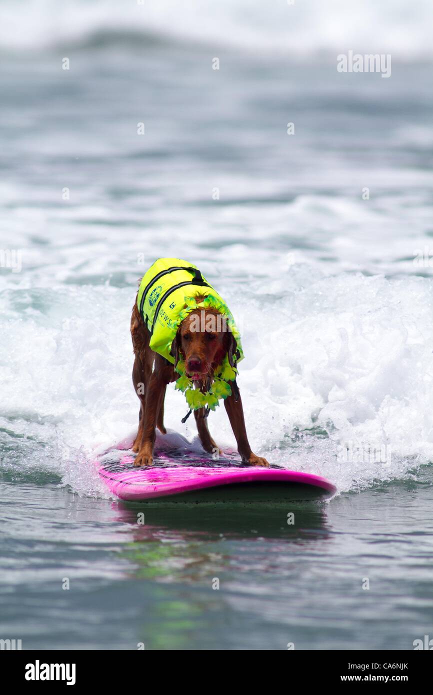 See Spot surf at the Loews Dog Surfing Competition – the nation’s ...