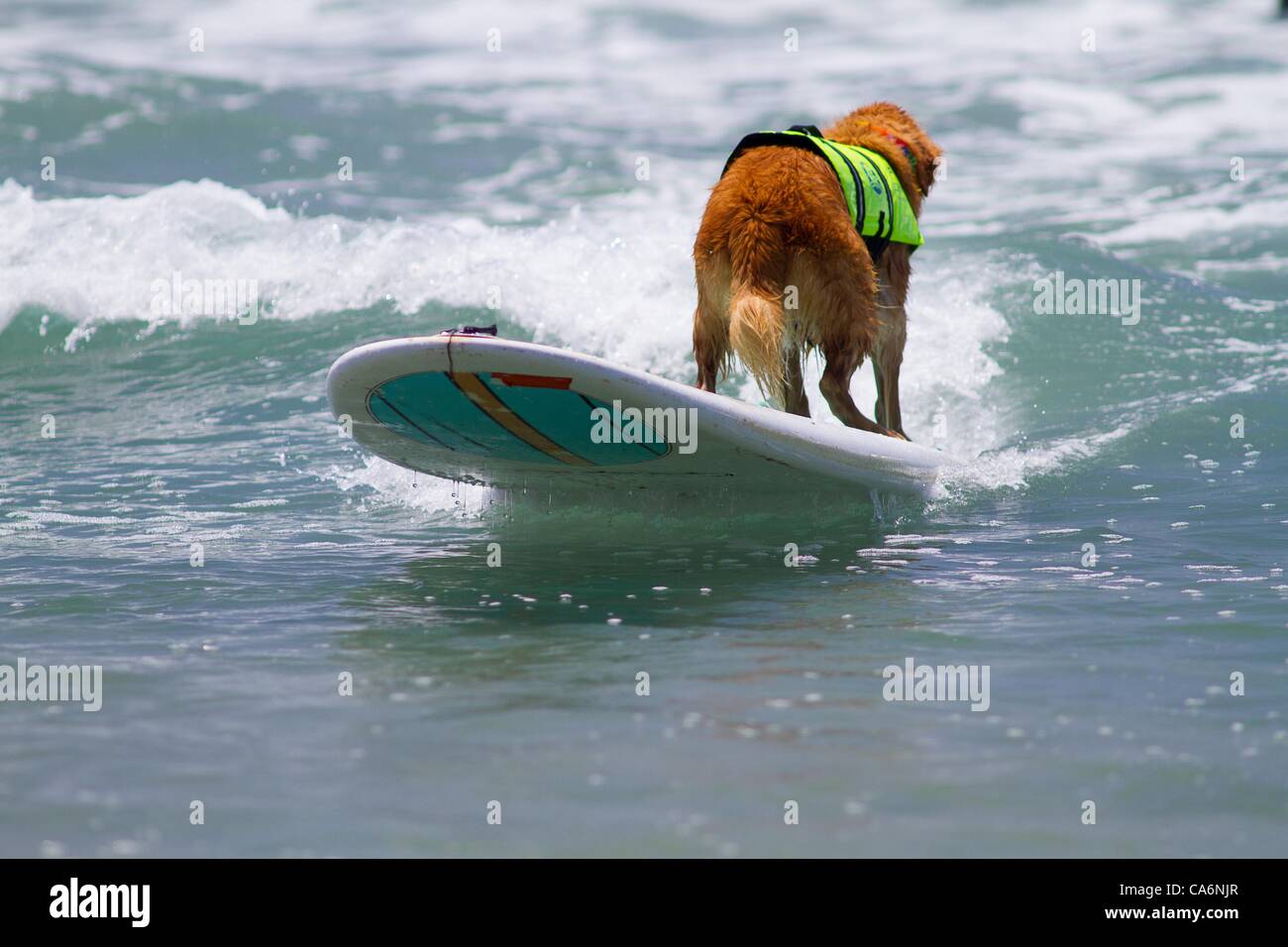 See Spot surf at the Loews Dog Surfing Competition – the nation’s ...