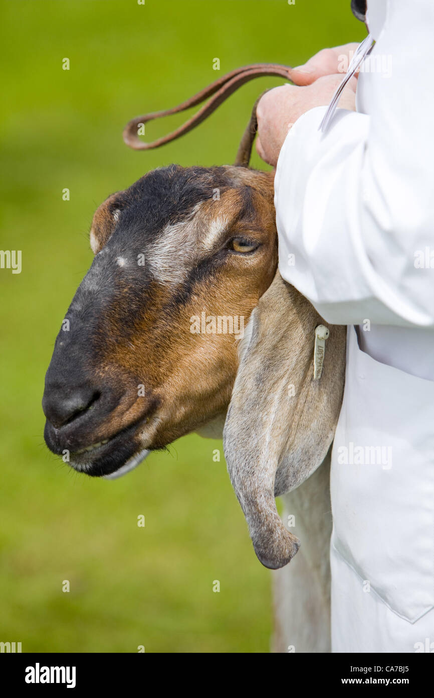 Lincolnshire Events Centre, UK, 20th June 2012. Competitors in the goat ...