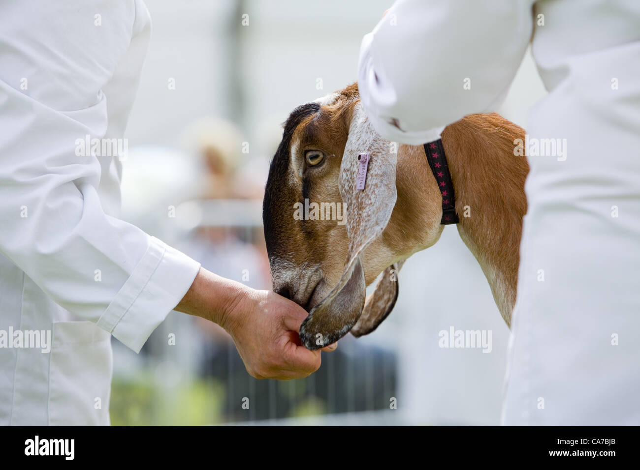 Lincolnshire Events Centre, UK, 20th June 2012. Competitors in the goat ...