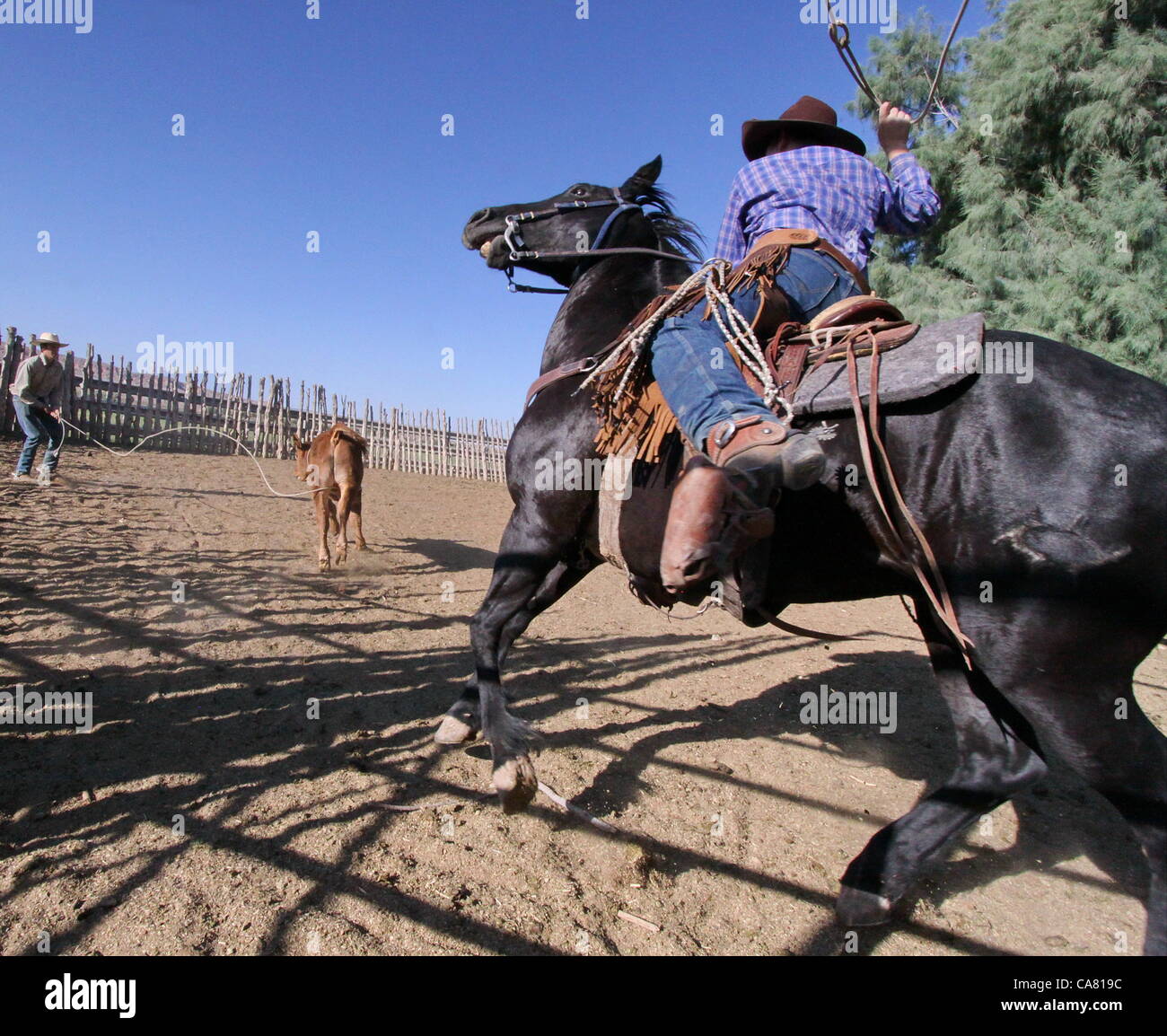 May 14, 2012 - Riverside, NV, U.S - Arden Bundy, 14, ropes calves at ...