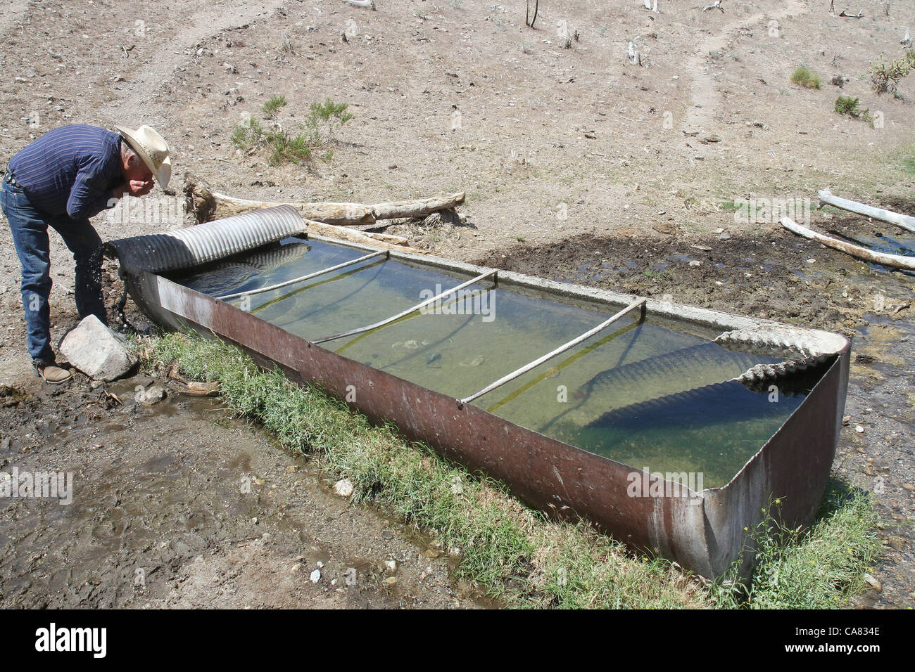 May 16, 2012 - Riverside, Nevada, U.S - Cliven Bundy takes a drink of ...