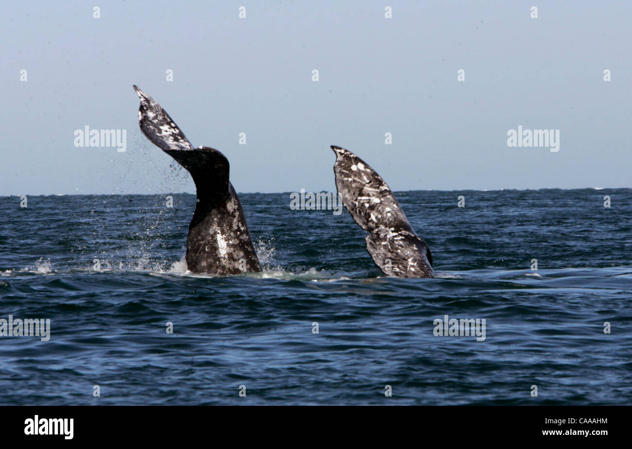 PP whales252864x004 2-23-2006 Guerrero Negro, Baja California Sur, MX ...