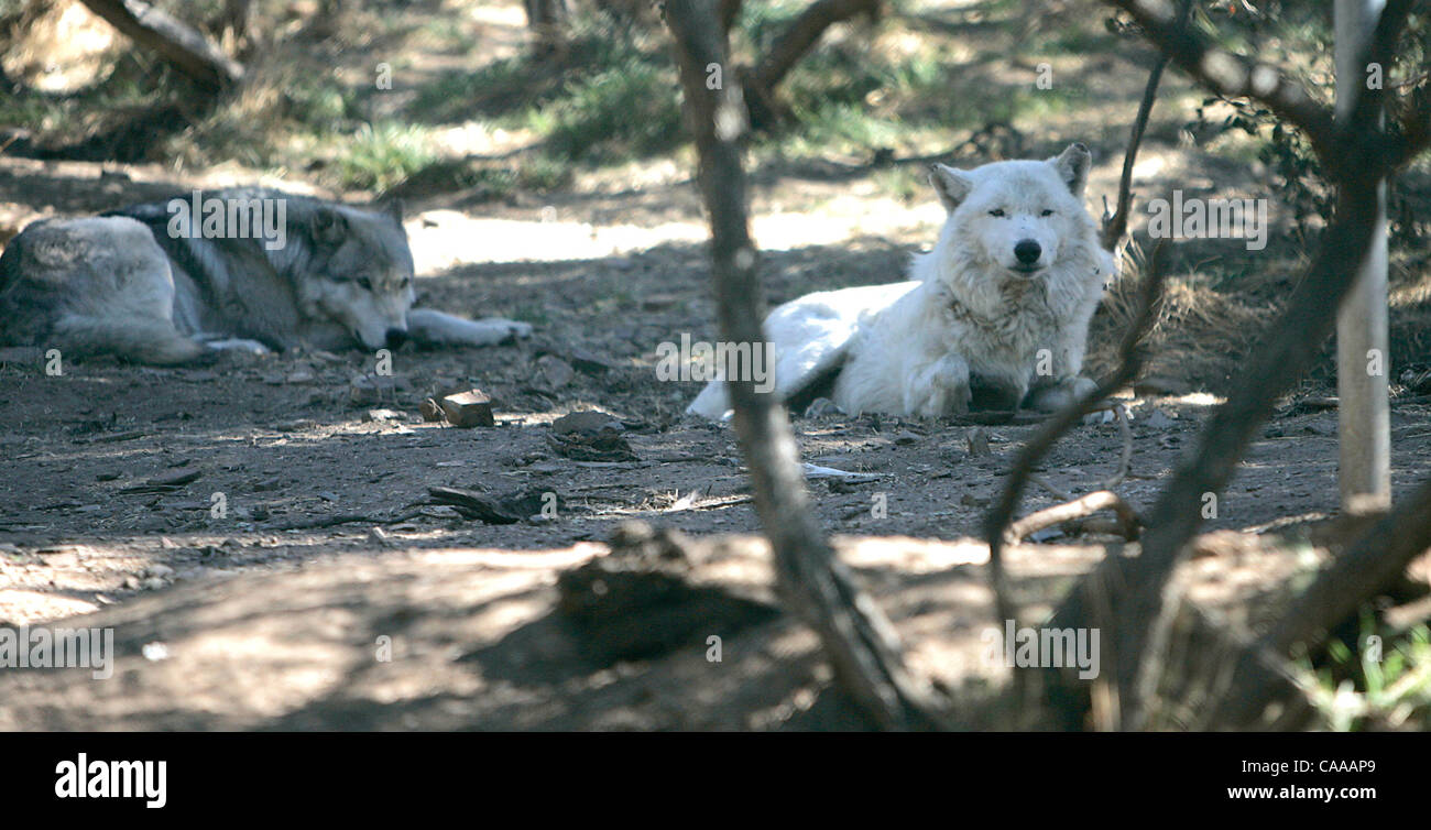 Two wolves lie prone at Julian's California Wolf Center. UT/John ...