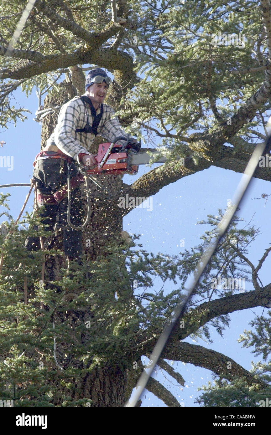 (Published 11/29/2003, A-26) Climber Mark Lucier cuts off a tree branch ...