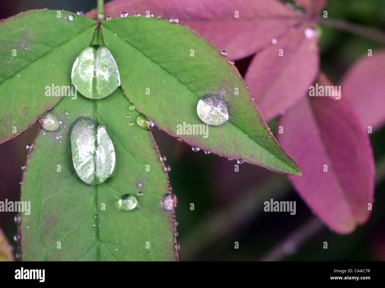(Published 02/18/2004, F-4:1,2,6,7; UTS1789768) A Spring rain shower ...