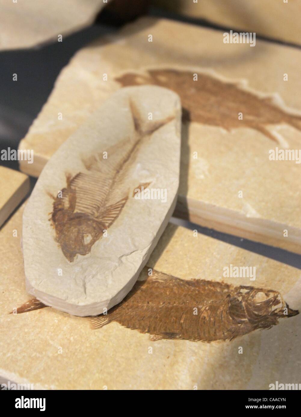 Fish fossils hi-res stock photography and images - Alamy