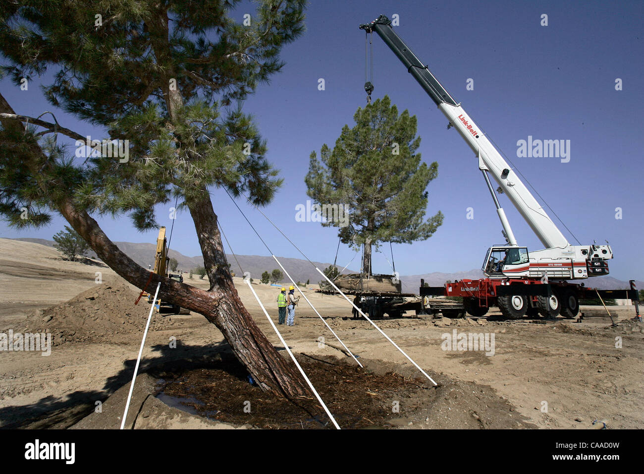 Crane lifts tree hi-res stock photography and images - Alamy