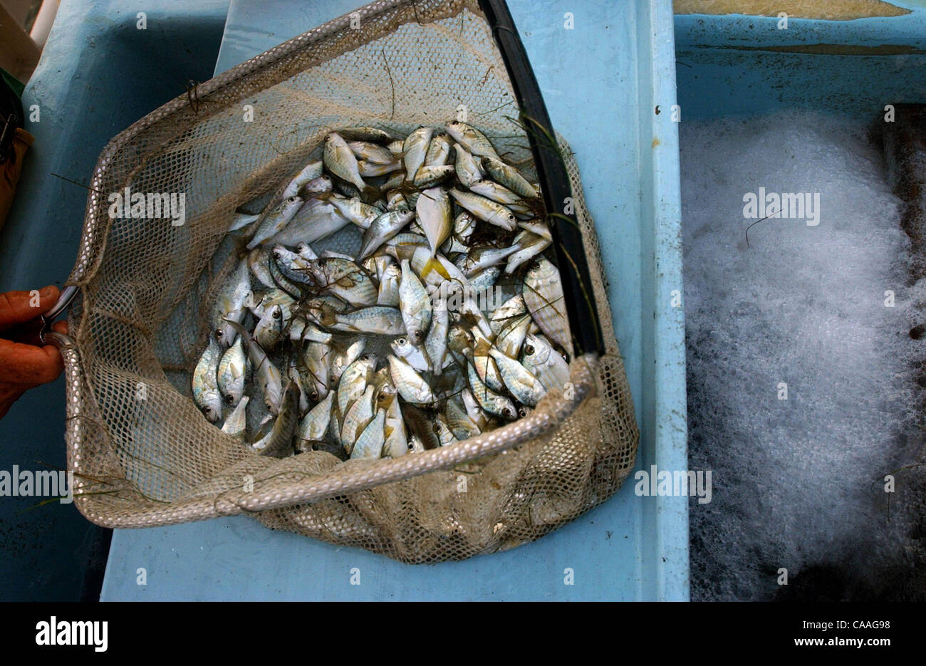 Ernie Butler culls fish while bait fishing in Corpus Christi Bay Friday ...