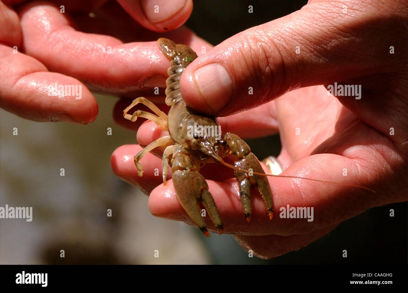 May 28, 2003 - Morgan Township, Ohio, USA - Holding a captured species ...