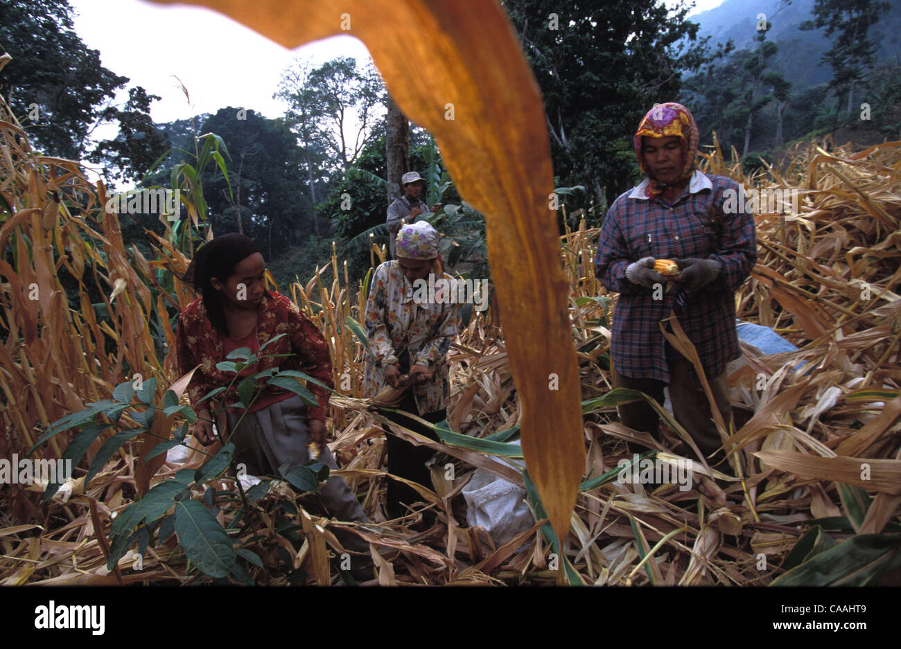 MOJOKERTO, INDONESIA - JULY 07, 2003 PPLH Seloliman which inaugurated ...