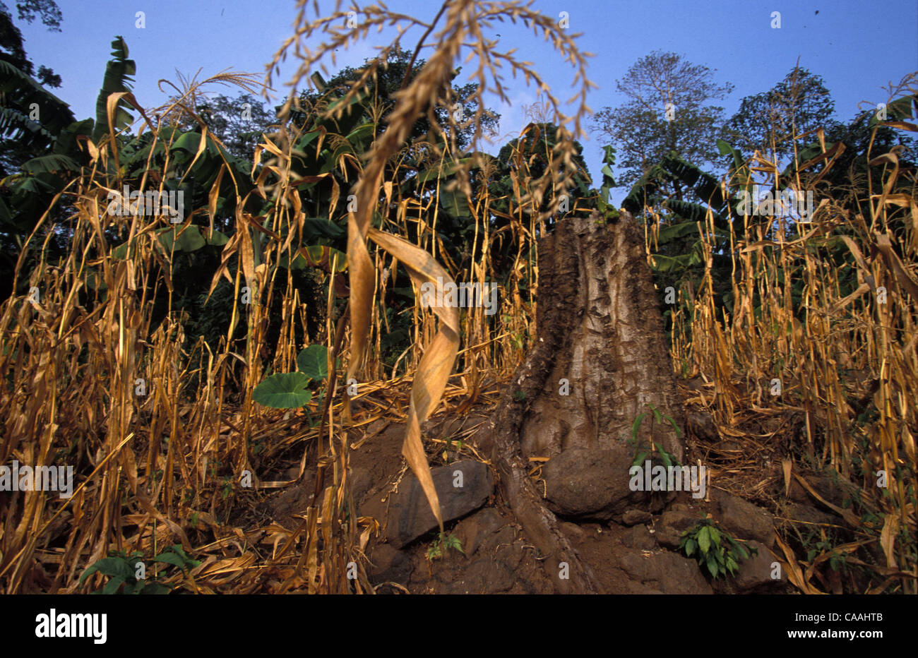 MOJOKERTO, INDONESIA - JULY 07, 2003 PPLH Seloliman which inaugurated ...