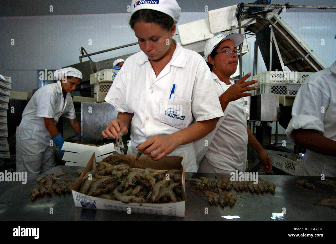 Workers package shrimp in the Marine-Maricultura processing plant in ...