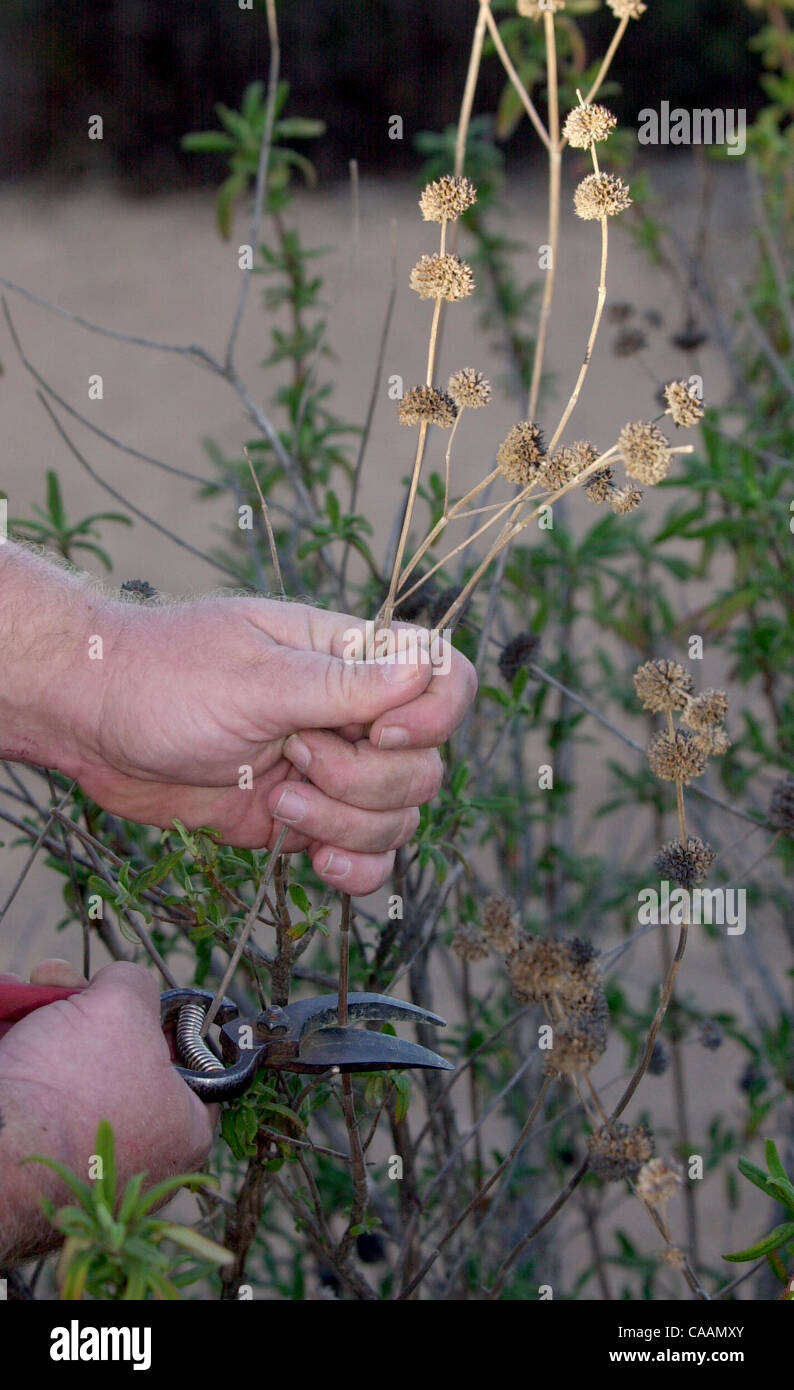 Removing deadwood hi-res stock photography and images - Alamy