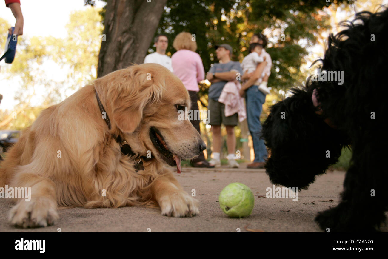 Wile E. , left, proudly showed Frida a tennis ball that he had chewed ...