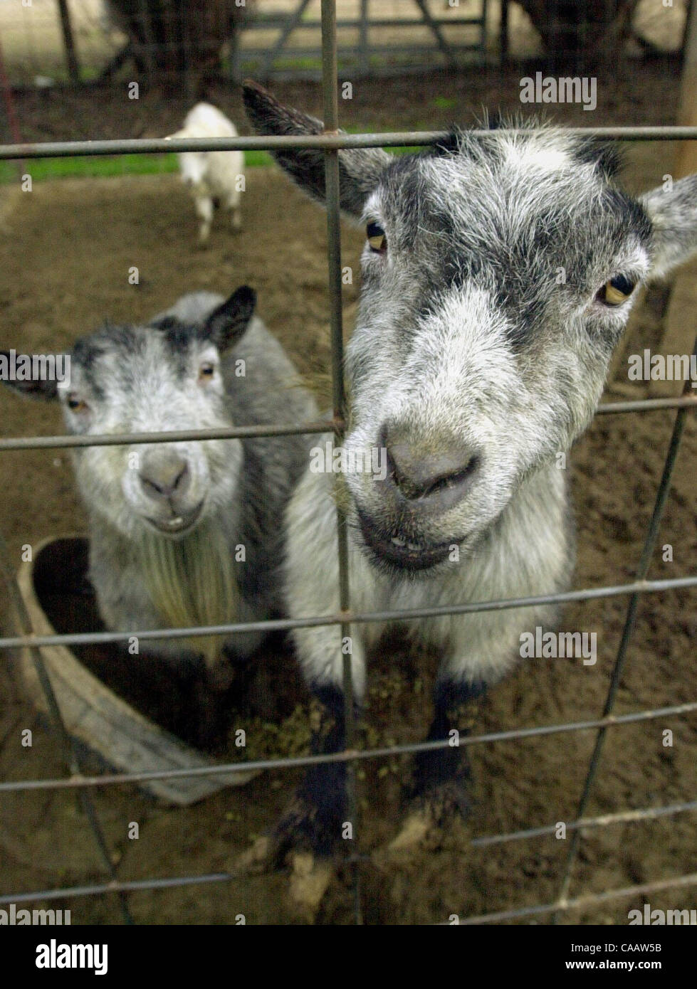 2004 candy 23 year old horse ms piggy potbelly pig kpa hi-res stock ...