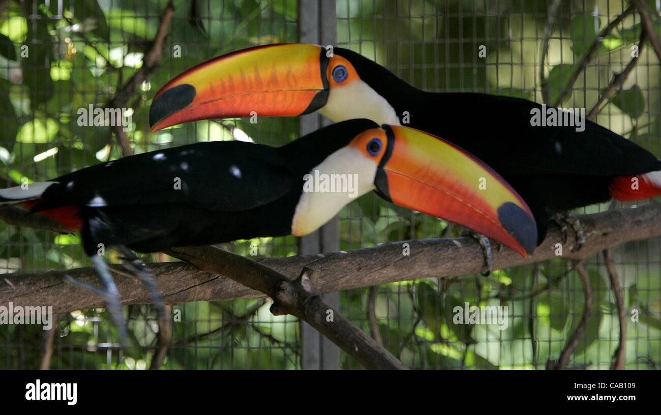 Pair of toucans hi-res stock photography and images - Alamy